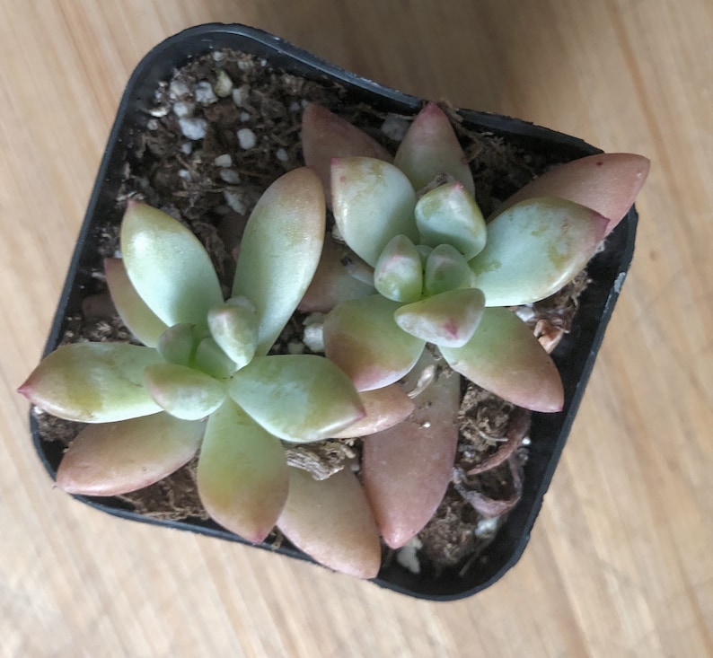 Succulent Gift Set: Vegan Spa Gift Box With Soy Candle - Etsy