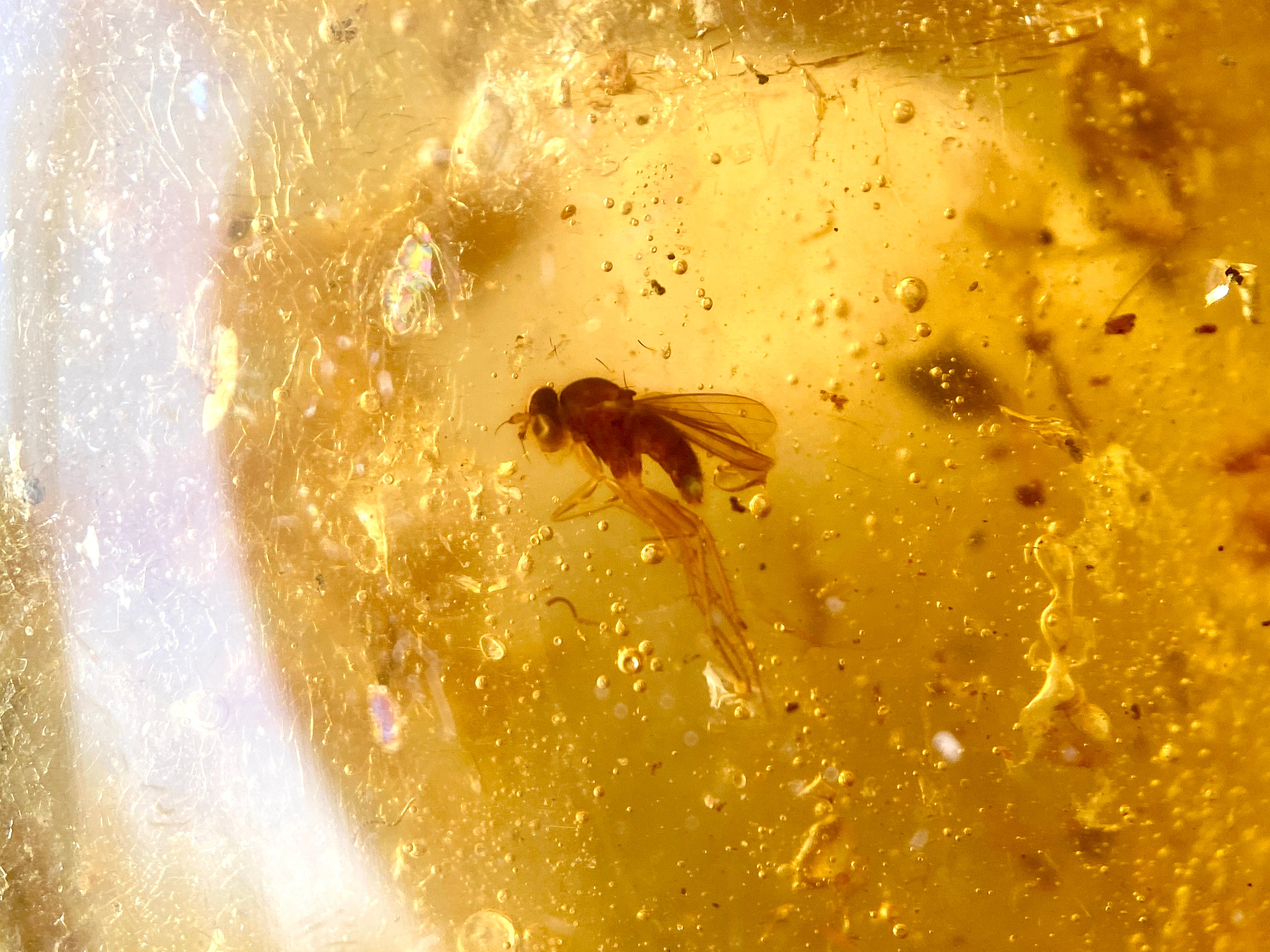 Colombian Copal Amber Crystal with Multiple Fossilized Insects and Rich ...