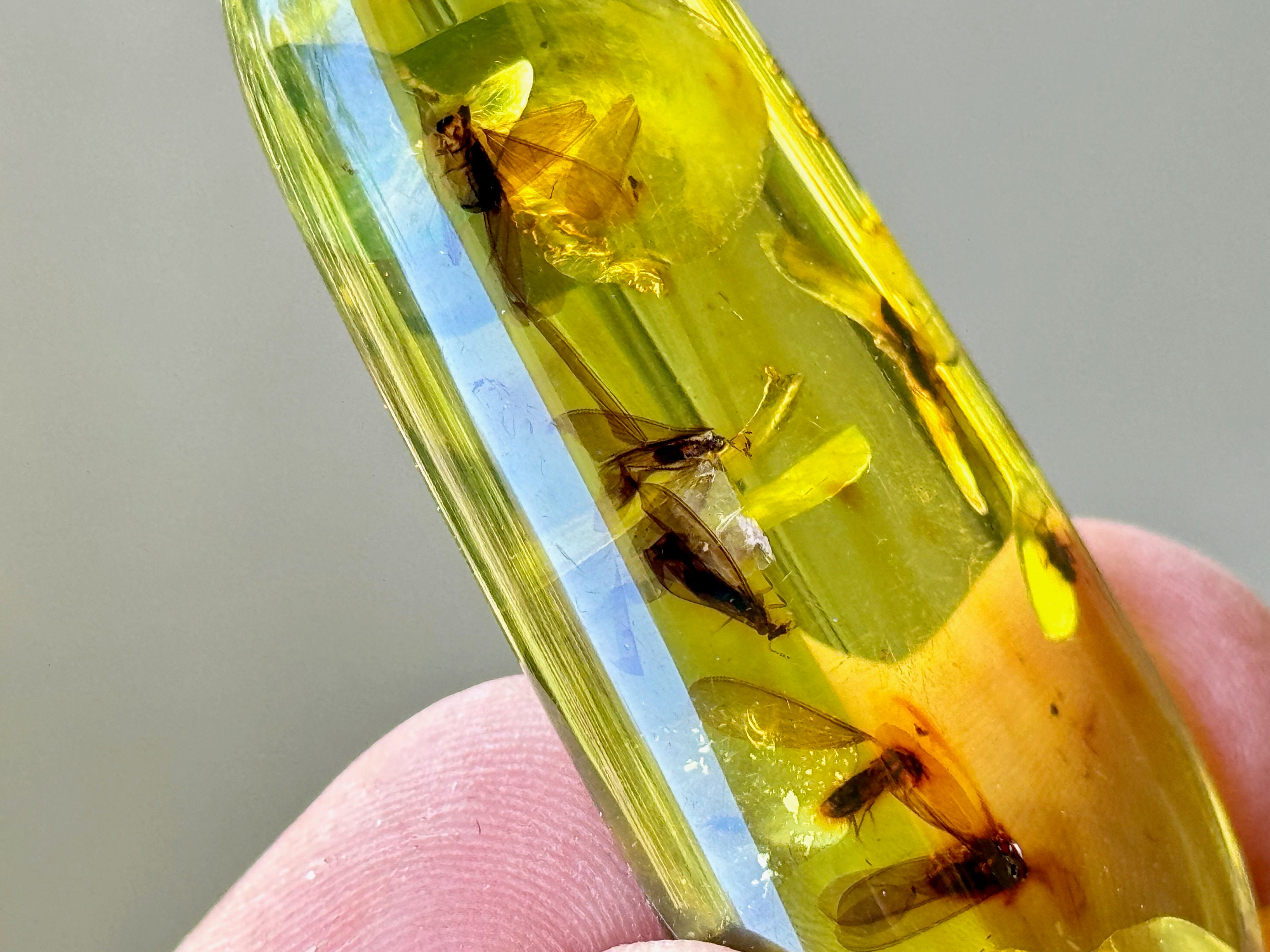 Rare Green Amber Copal Crystal with Fossilized Insects and Plant Matter ...