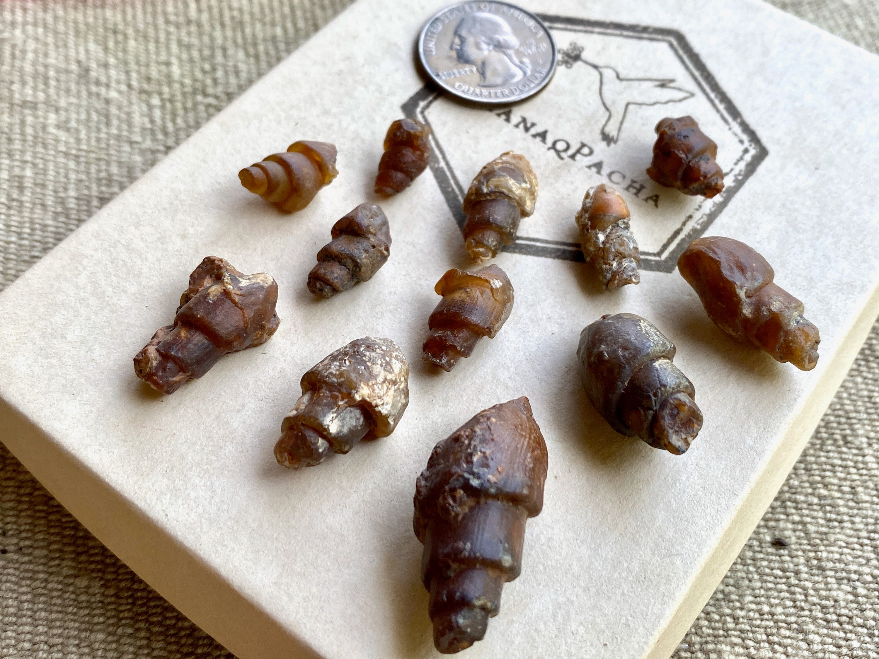 Carnelian Fossil Shell Lot, 12 Pieces, Carnelian Gastropod Snail, Cycle ...