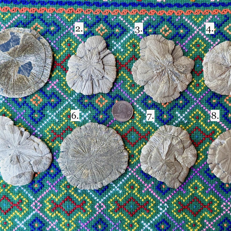 Pyrite Sun Dollars - Etsy