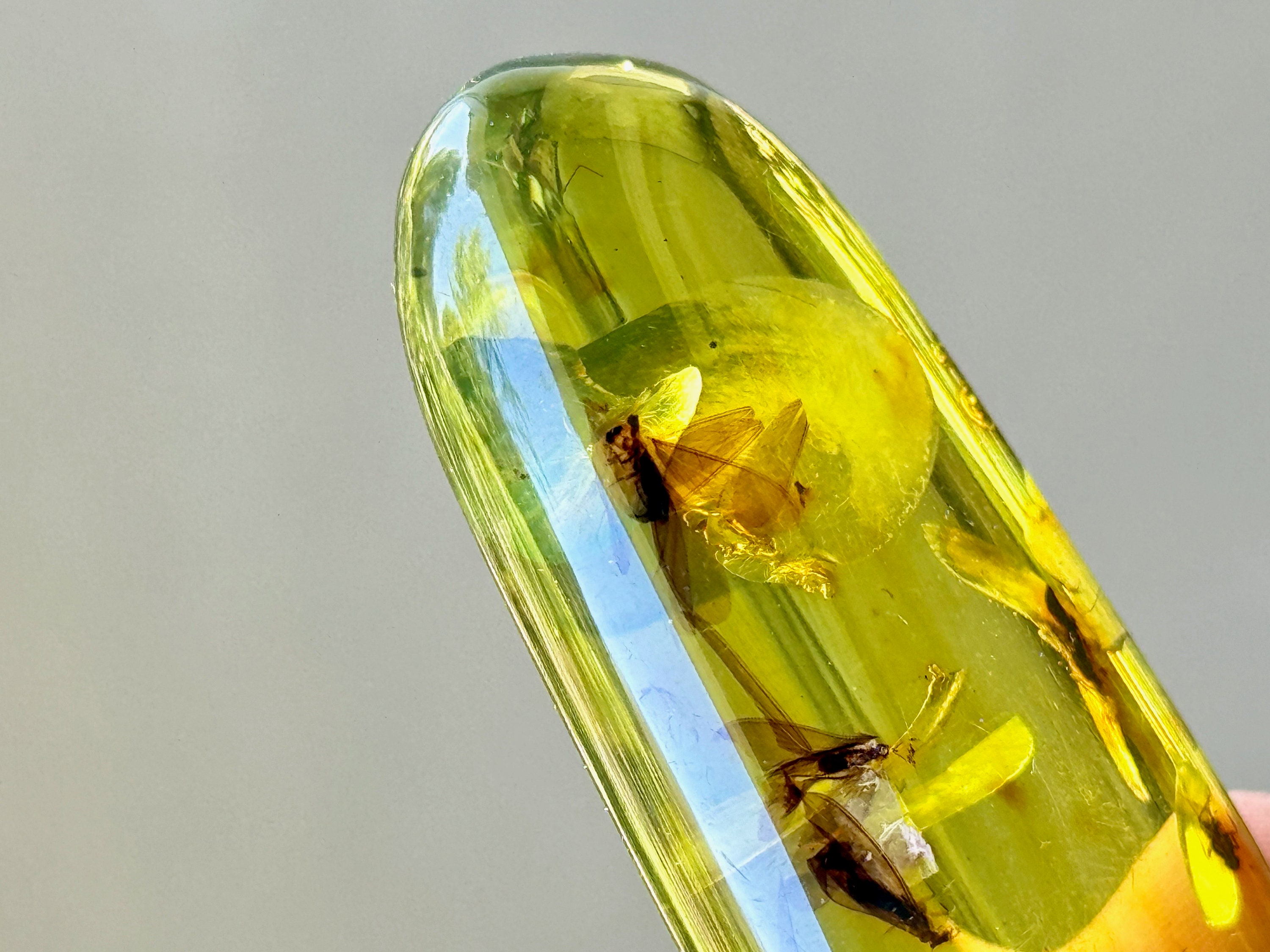 Rare Green Amber Copal Crystal with Fossilized Insects and Plant Matter ...