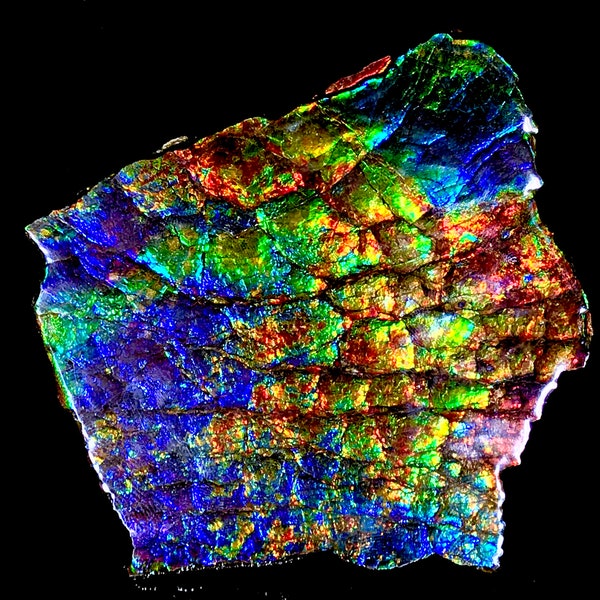 Canadian Ammolite - Etsy