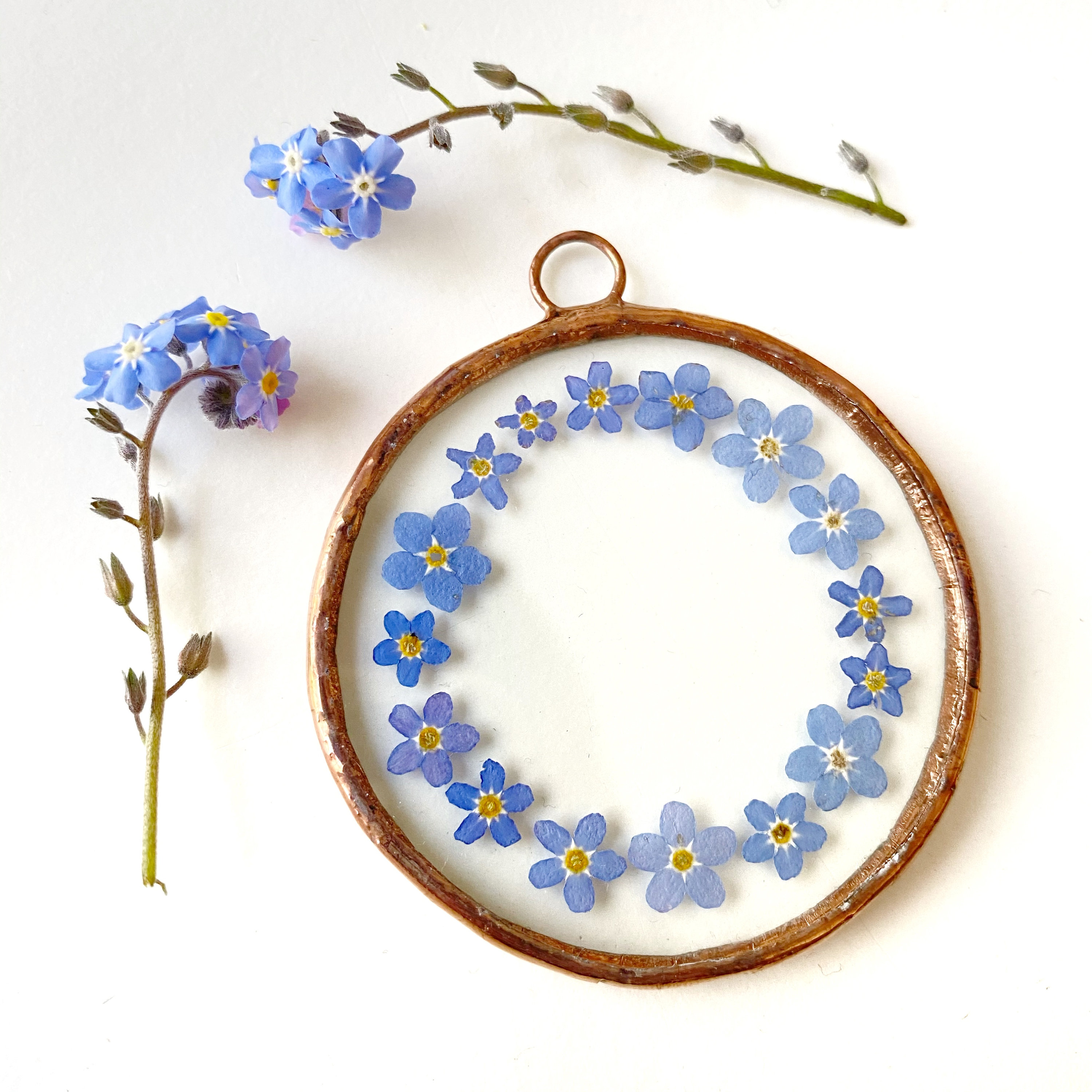 Glass Pressed Round Circle Flower Frame - Forget Me Not - Blue - Wall ...