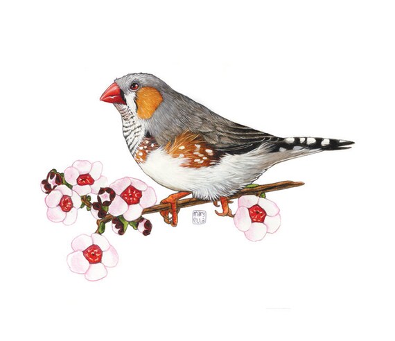 Zebra Finch Art Print Watercolor Pencils and Acrylic drawing | Etsy