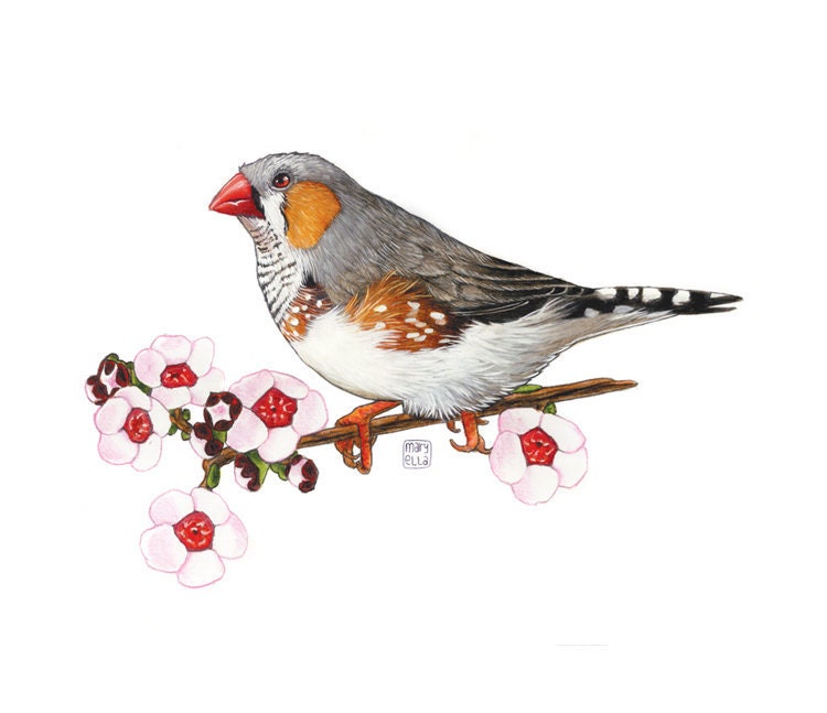 Zebra Finch Art Print Watercolor Pencils and Acrylic drawing | Etsy