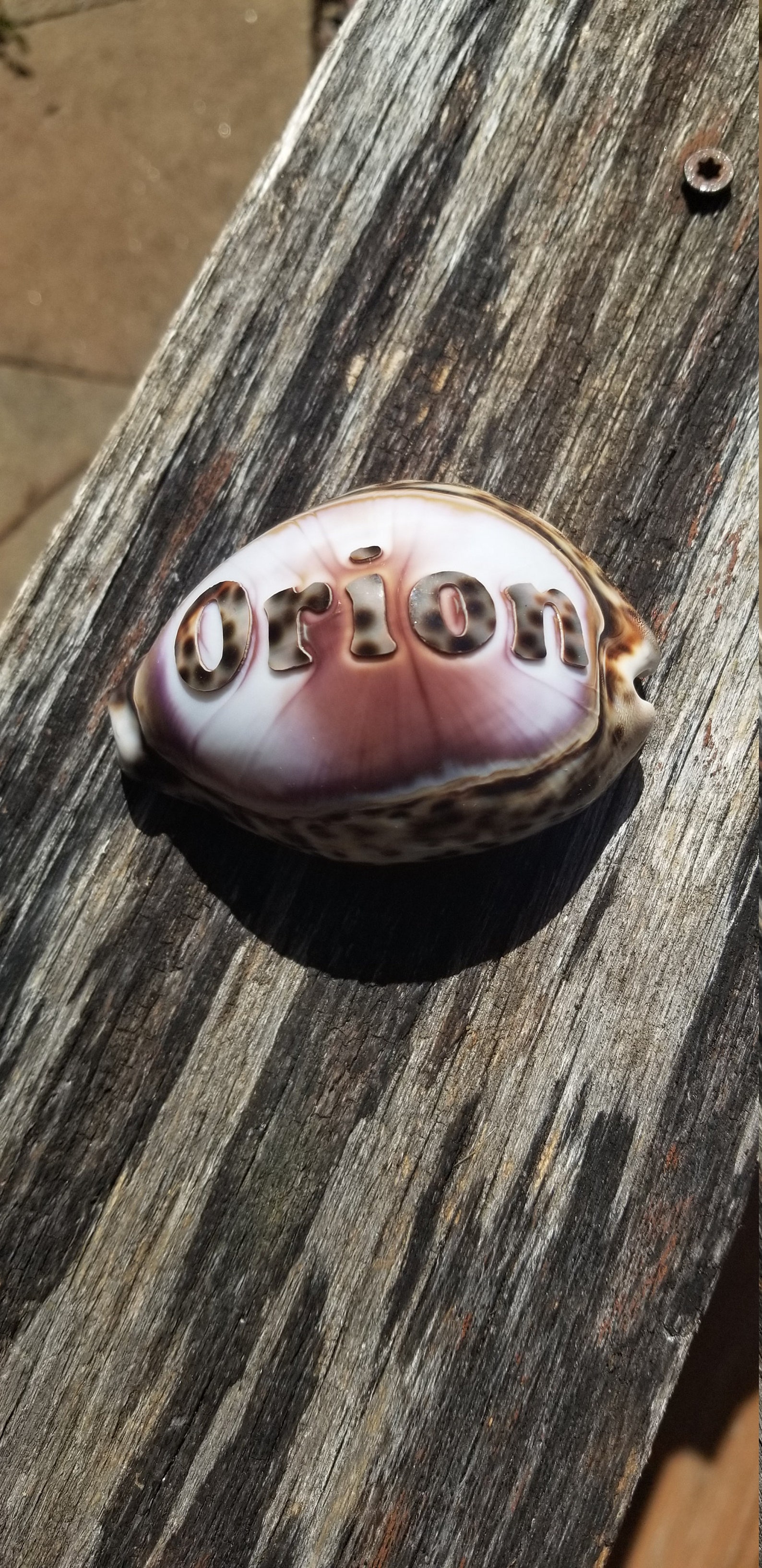 Custom Engraved Names on A Seashell Guaranteed to Put Smiles on Faces ...