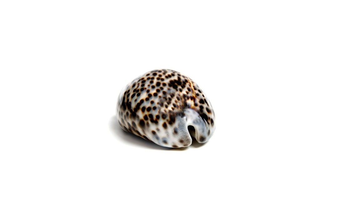 Tiger Cowrie 3.5" | Nautical Decor | Seashells Beach Decorations ...