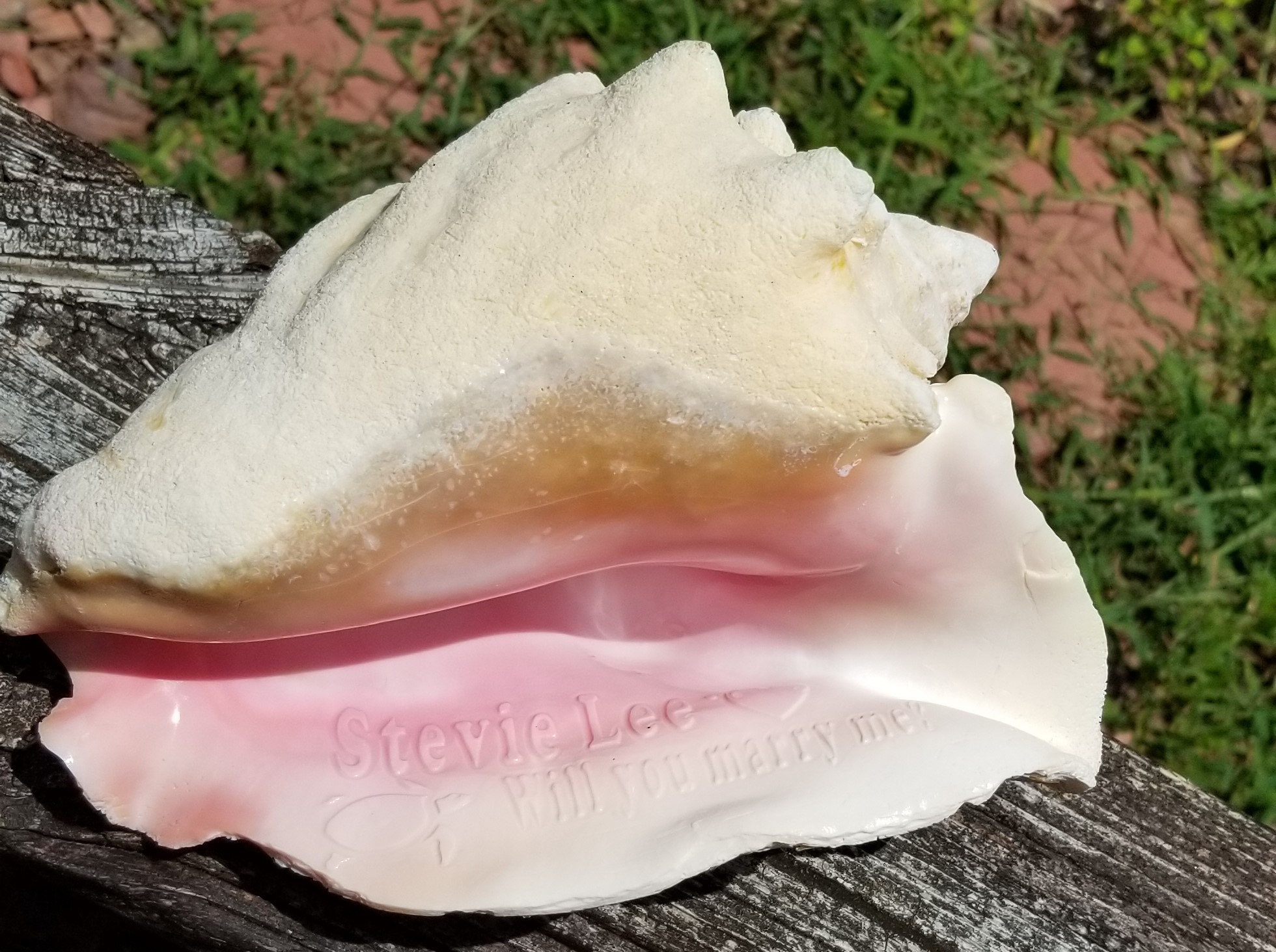 Custom Engraved Slit Back Pink Conch Shell. 7 to 8 Inch - Etsy