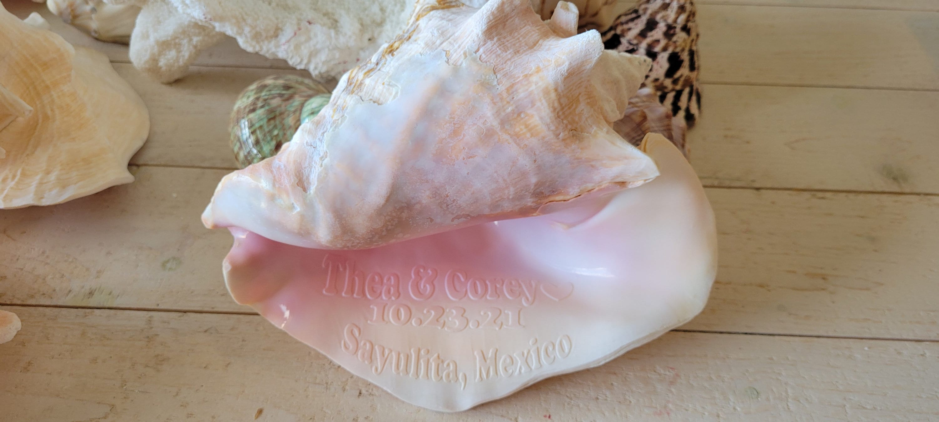 Custom Engraved Slit Back Pink Conch Shell. 7 to 8 Inch - Etsy
