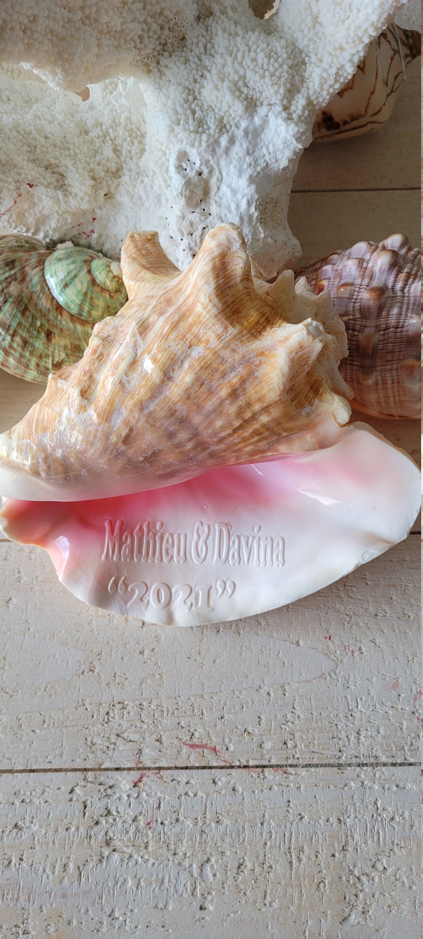 Custom Engraved Slit Back Pink Conch Shell. 7 to 8 Inch - Etsy