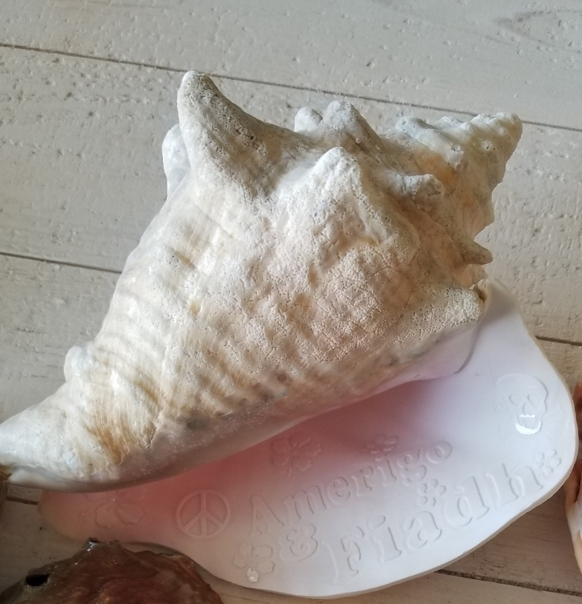 Custom Engraved Slit Back Pink Conch Shell. 7 to 8 Inch - Etsy