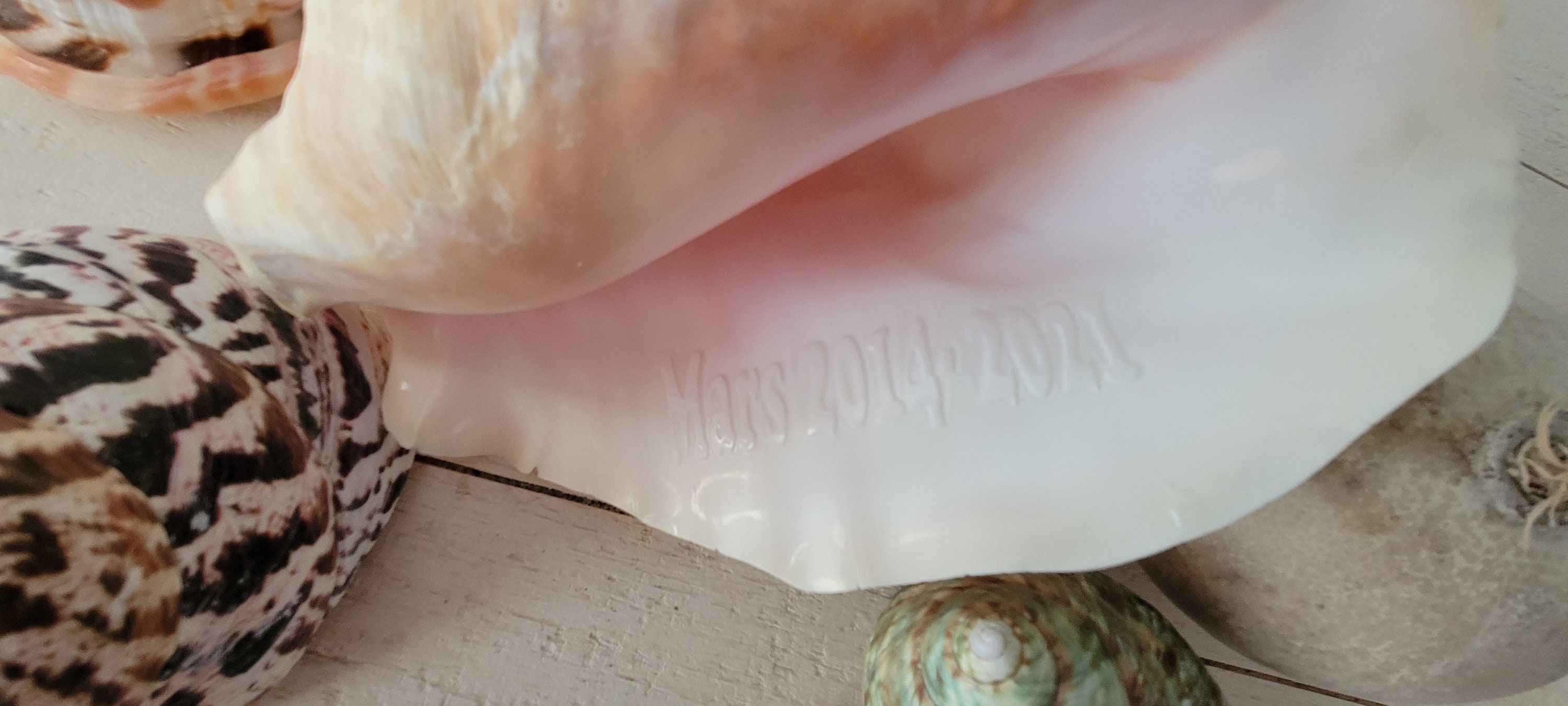Custom Engraved Slit Back Pink Conch Shell. 7 to 8 Inch - Etsy