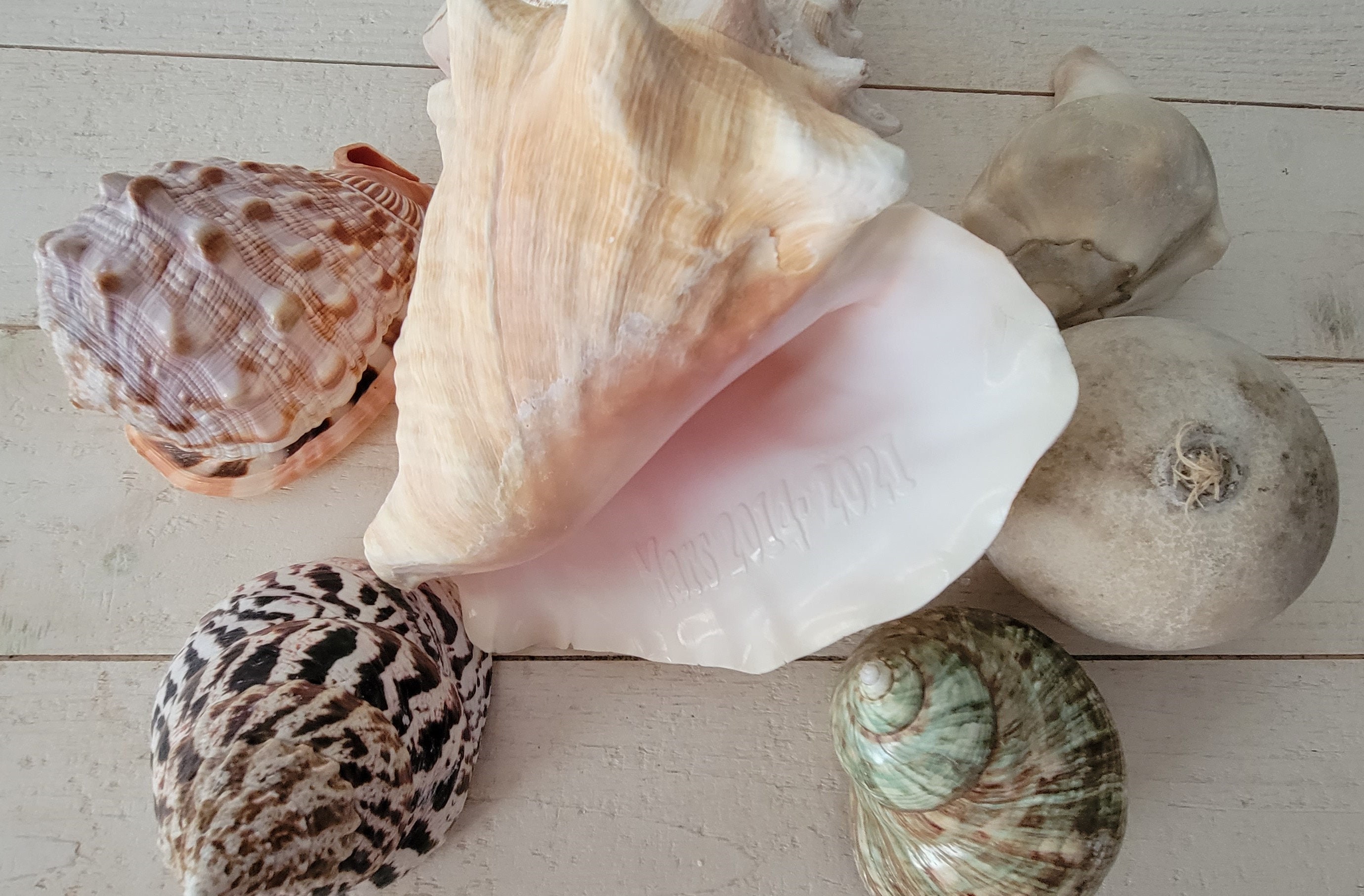 Custom Engraved Slit Back Pink Conch Shell. 7 to 8 Inch - Etsy
