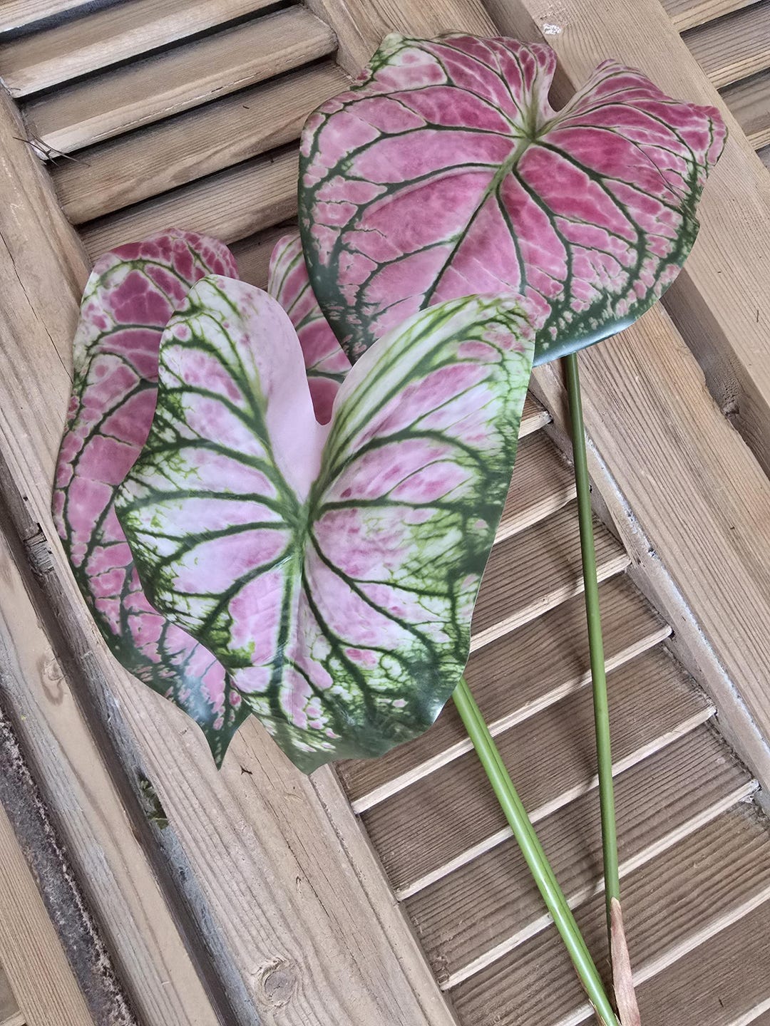 Faux Easter Spring Pink Caladium Stem Farmhouse Floral Arrangement ...