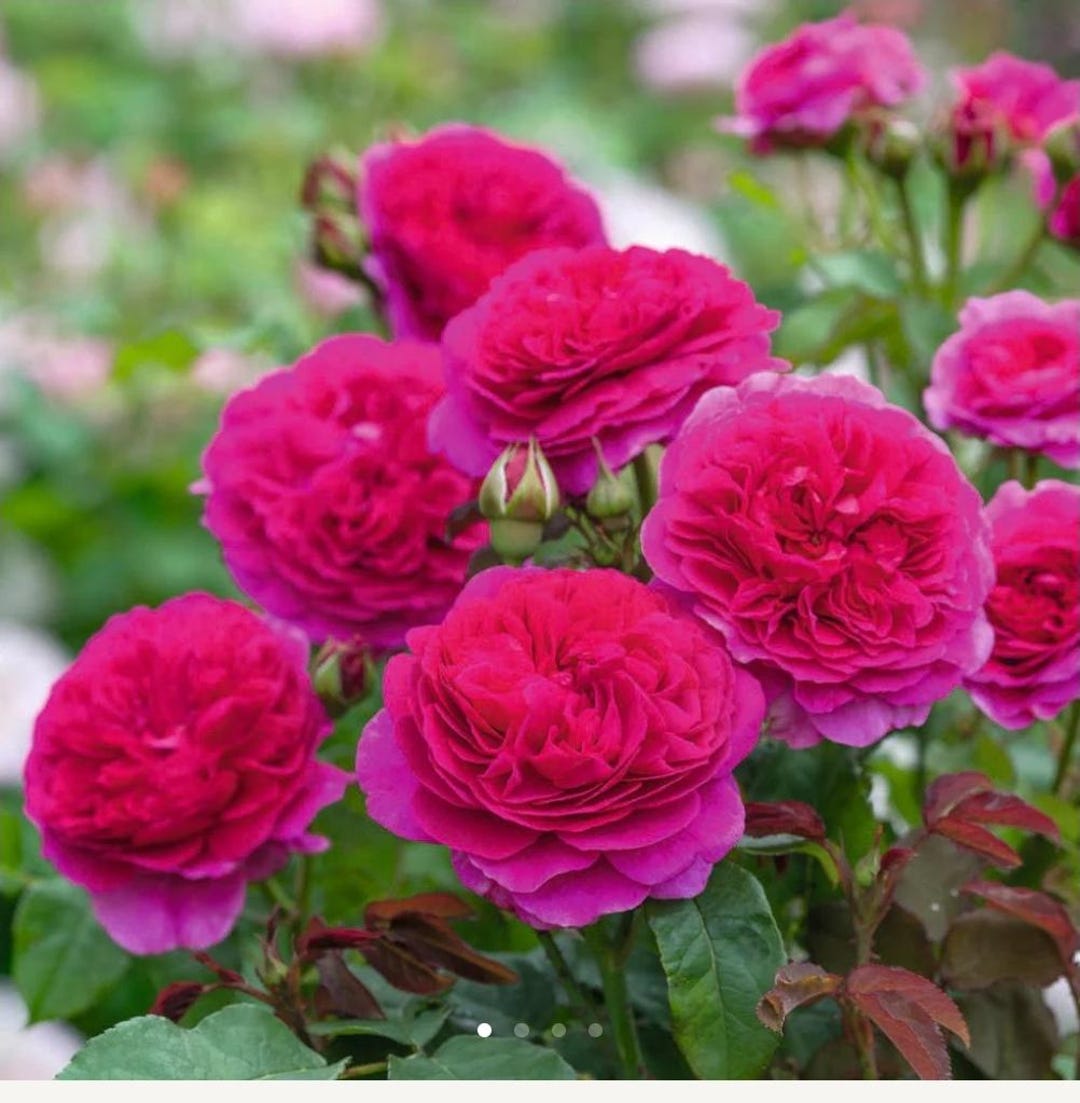 Auscrowd DA Live Rose Bush Pink Flowering 2 Gallon Potted Shrub Own ...