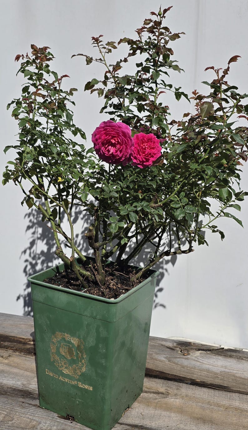 Auscrowd DA Live Rose Bush Pink Flowering 2 Gallon Potted Shrub Own ...
