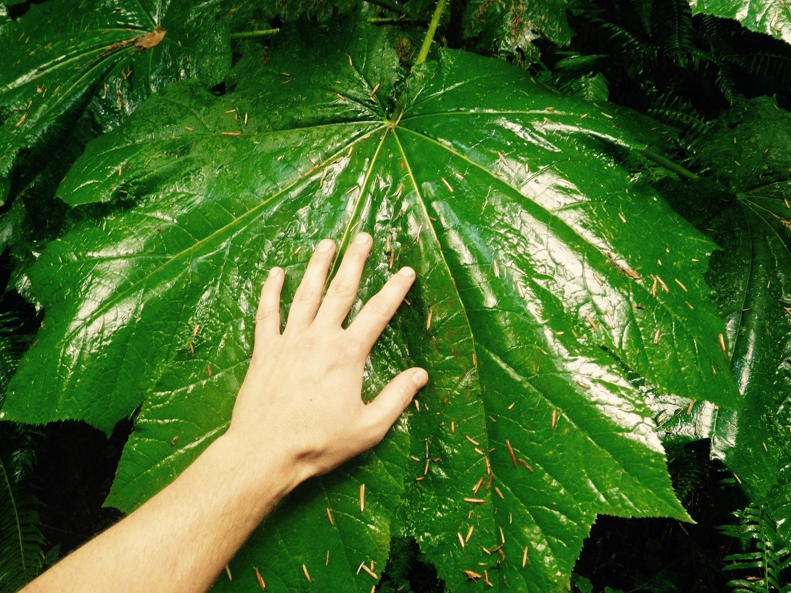 Wild Devil's Club, Alaskan Ginseng Root Bark Extract Tincture ...