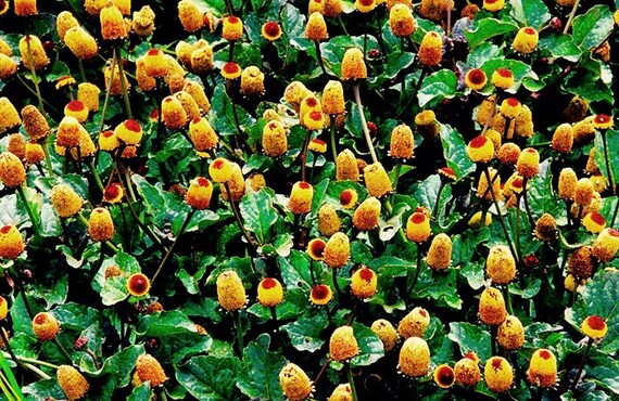 Homegrown Spilanthes Toothache Plant Extract Tincture | Etsy Canada