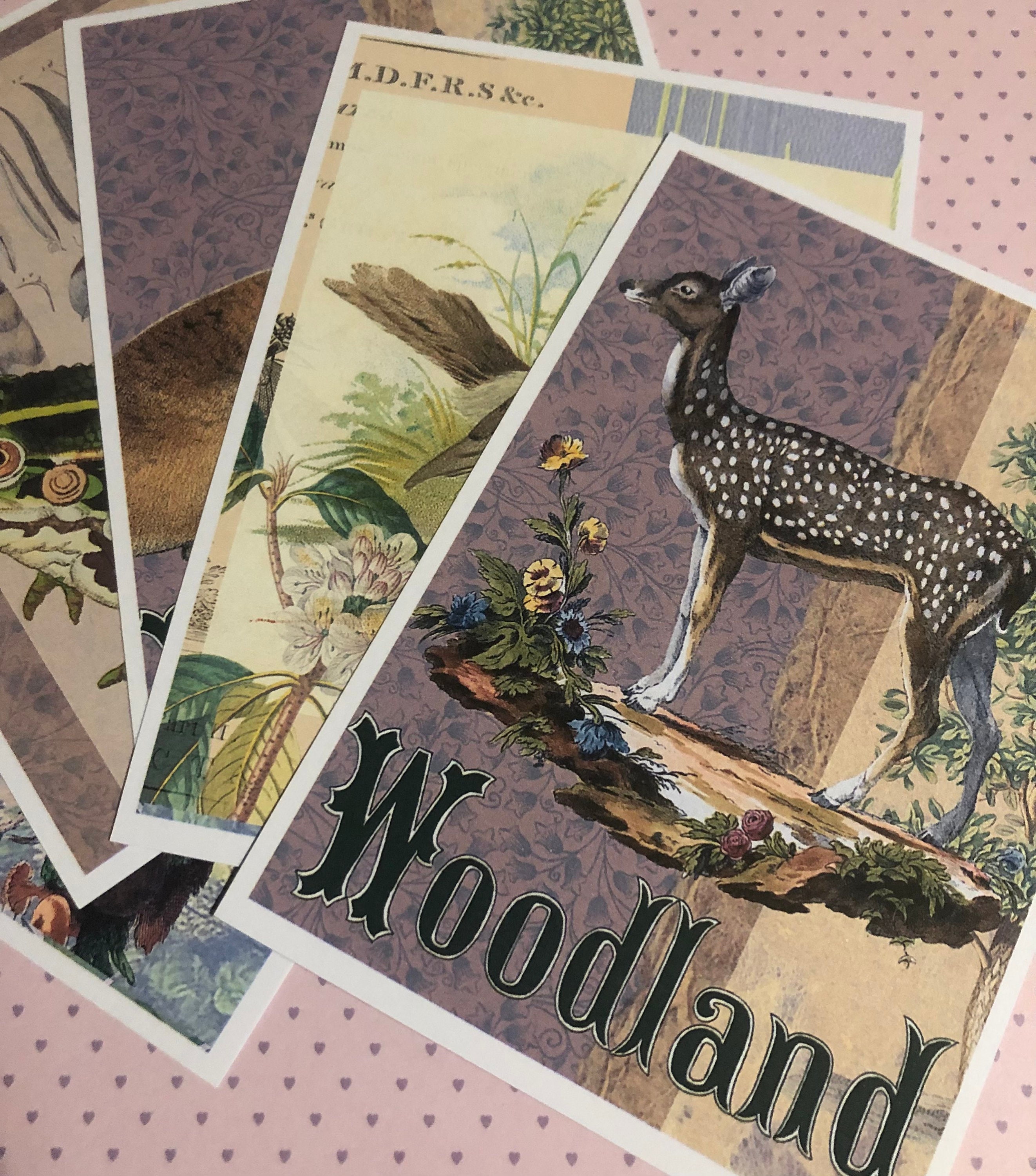 Woodland Postcards. Pretty Woodland Cards Featuring Deer Frog | Etsy