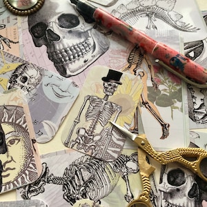 Anatomical Stickers, Skull, Skeleton, Human Body, Dinosaur, Mammoth ...