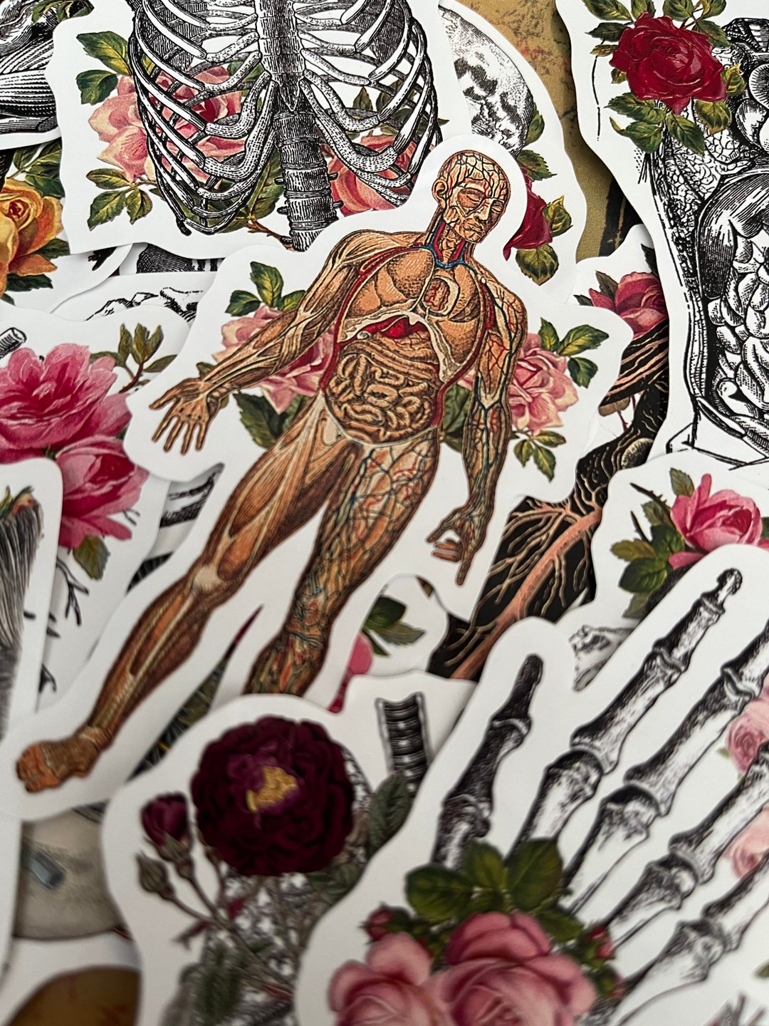 Anatomical Stickers. Beautiful Anatomy Stickers With Flower Motifs ...
