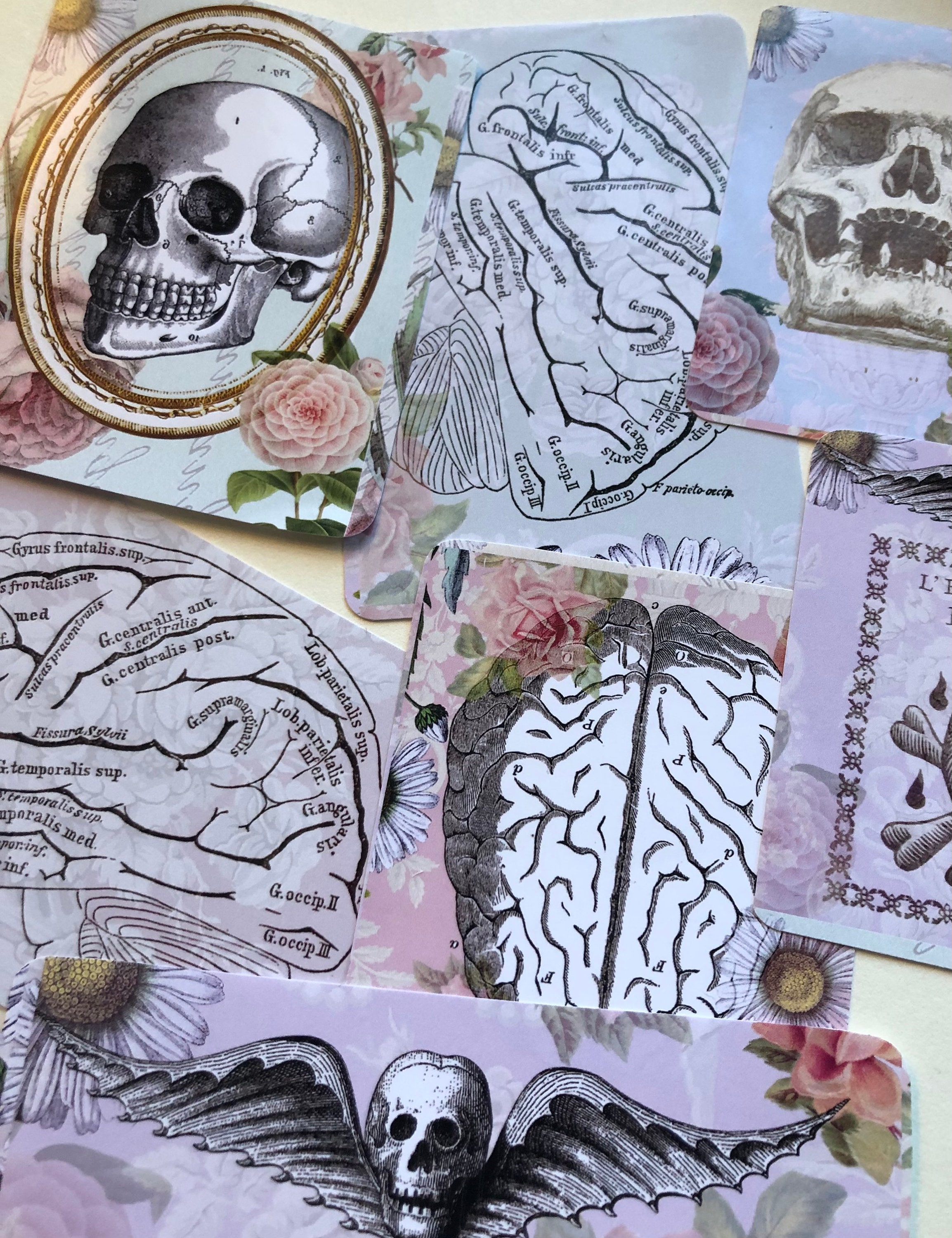 Skeleton Stickers. Anatomical Stickers of Skulls and Roses. - Etsy UK