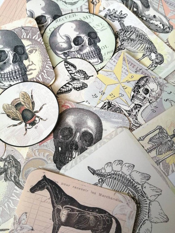 Anatomical stickers Skull Skeleton Human body Dinosaur | Etsy