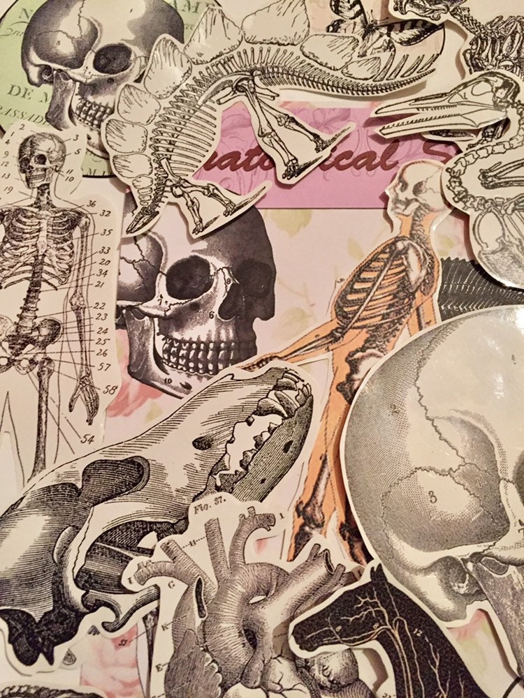 Anatomical stickers Skull Skeleton Human body Dinosaur | Etsy