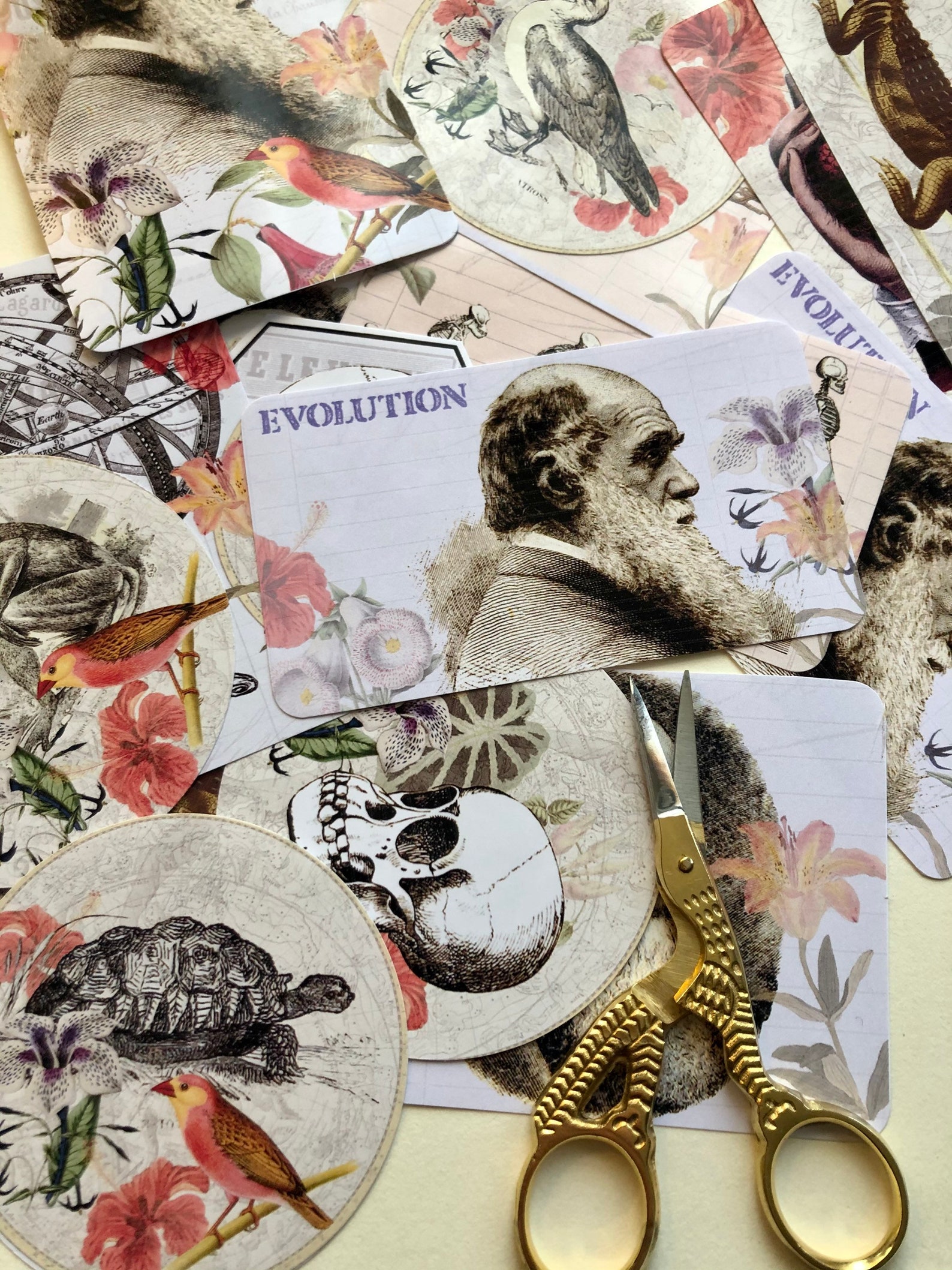 Charles Darwin Stickers Beautiful Botanic Style Stickers | Etsy