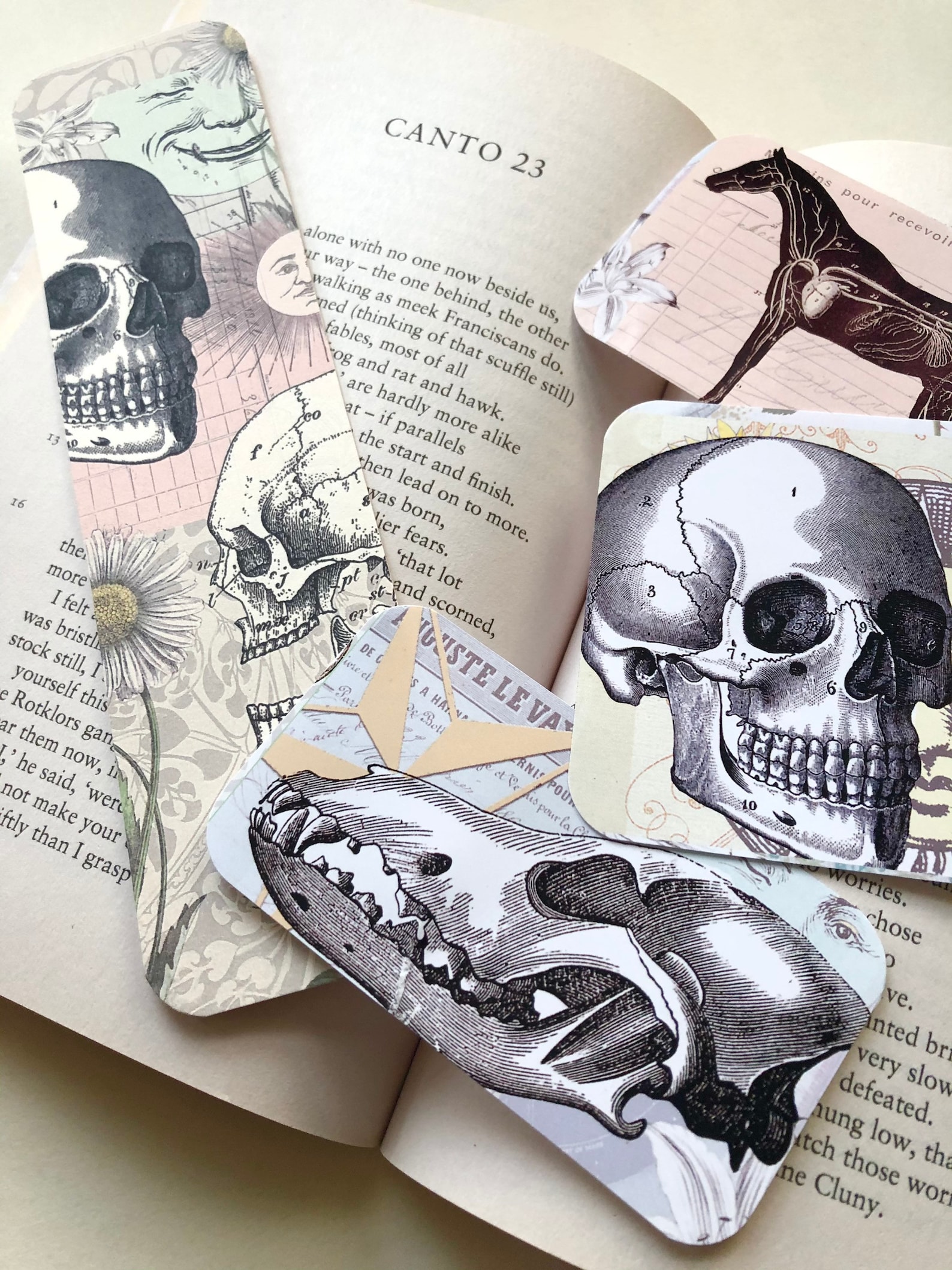 Anatomical Stickers Skull Skeleton Human Body Dinosaur - Etsy