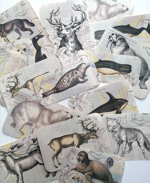 Arctic Animal Sticker Set. Vintage Style Sticker Set for Your | Etsy