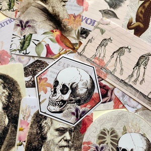 Charles Darwin Stickers - Beautiful Botanic Style Stickers - Etsy UK