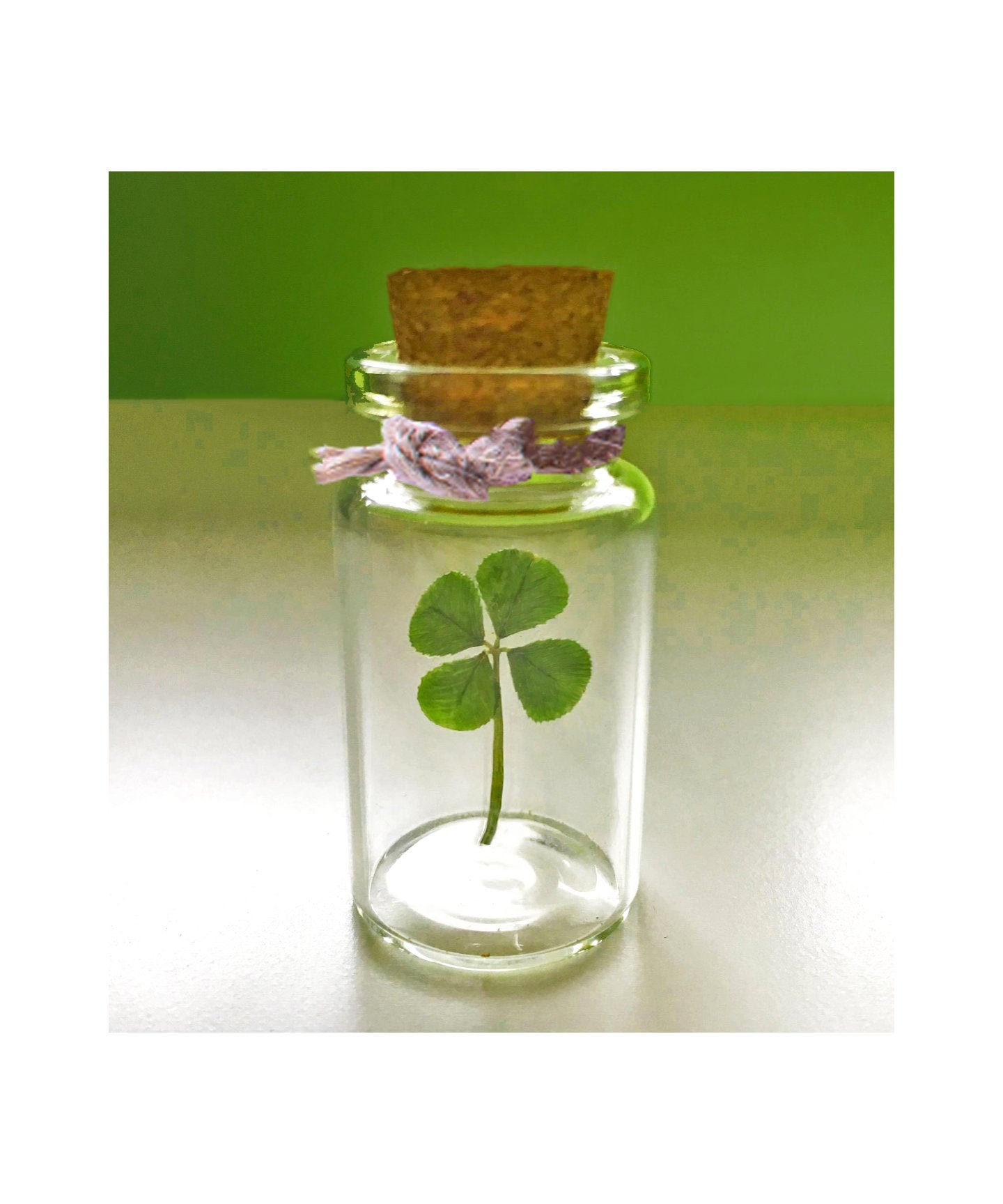 Real Four Leaf Clover in Corked Bottle, Perfect for a Leprechaun Trap ...