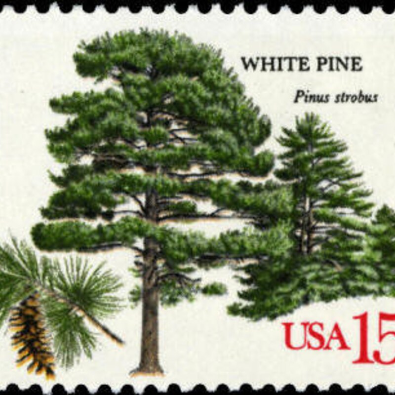 Pine Tree Stamp - Etsy