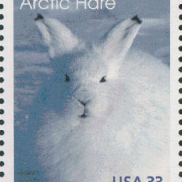 Japanese Rabbit - Etsy