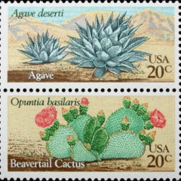 Cactus Stamps - Etsy