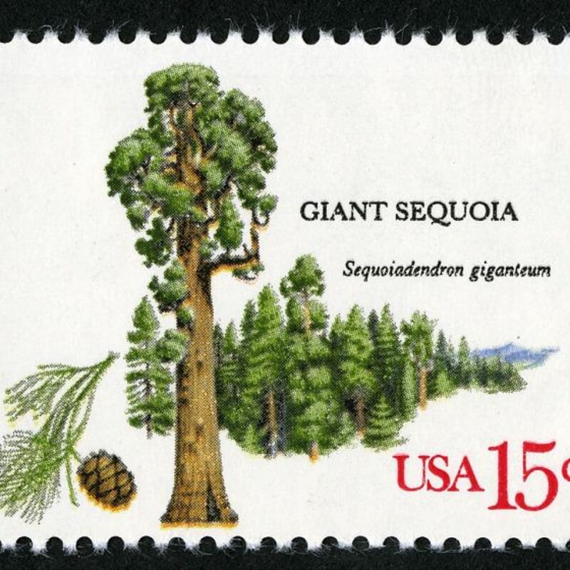 Tree Stamp - Etsy