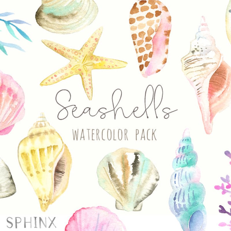 Sand Dollar Clip Art - Etsy