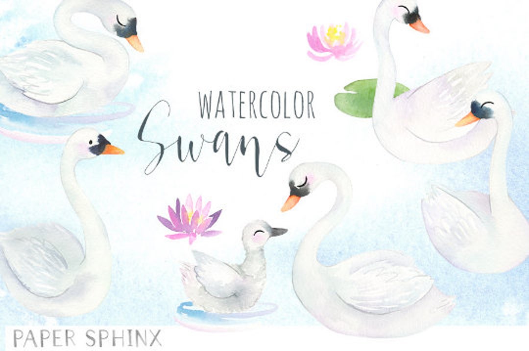 Images Of Baby Swans Clipart