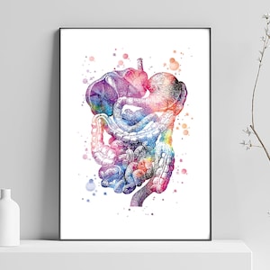 Digestive Tract Poster Intestines Medical Art Anatomy - Etsy UK