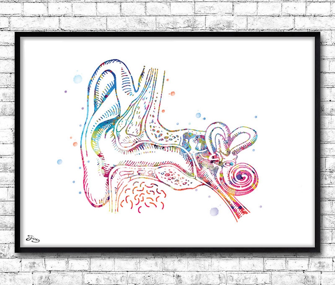 Ear, Doctor Gift, Medical, Ear Diagram, Auditory Canal, Cochlea Drawing ...
