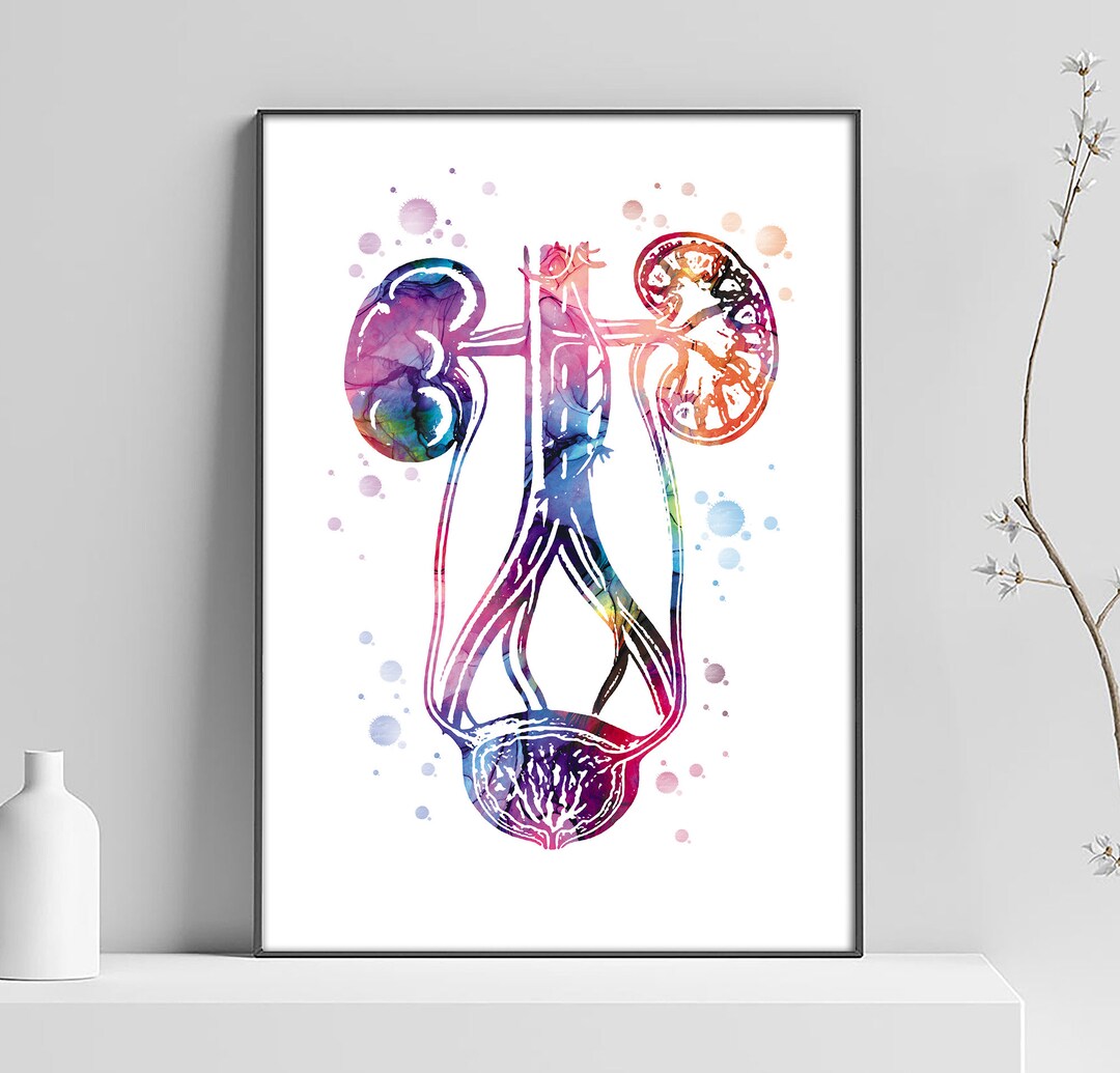 Urinary System Poster, Organ Diagram, Medical Art, Doctor Decoration ...