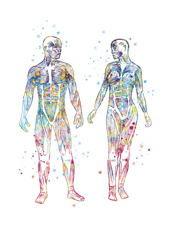 Human Body Medical Sketch
