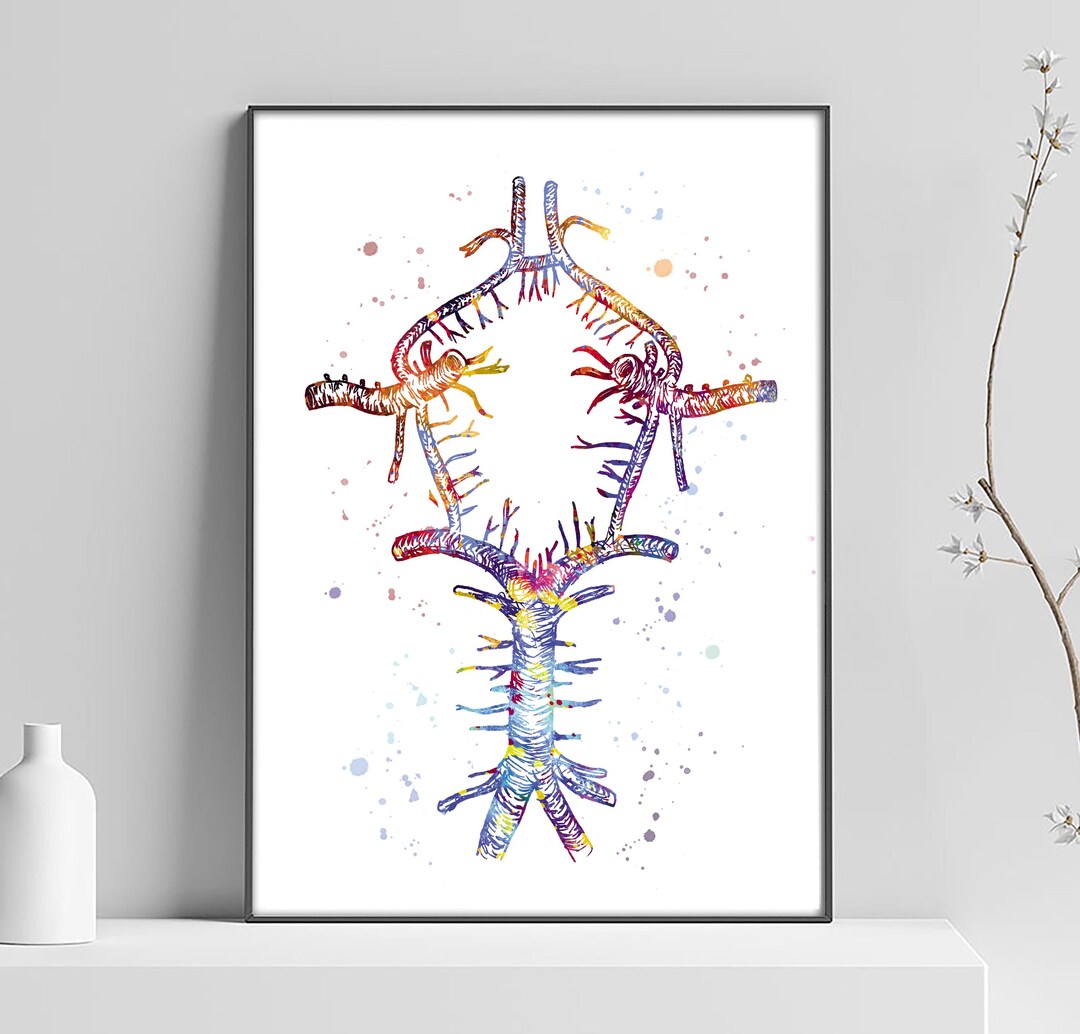 Polygon of Willis, Arterial Circle Brain, Circulatory Nervous System ...