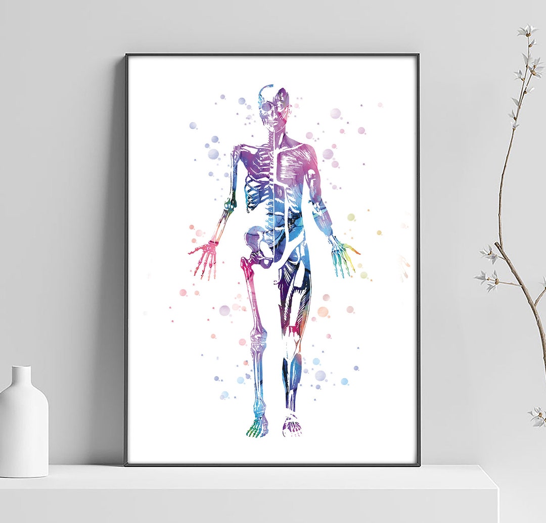 Affiche anatomie, muscles squelette, corps humain, cadeau docteur ...