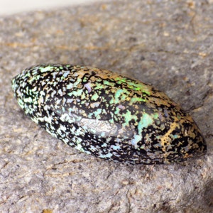 Black Leopard Opal-mexico 20.79 Ct Play of Colors No. 10-precision ...