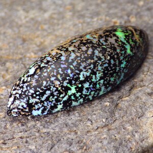 Black Leopard Opal-mexico 20.79 Ct Play of Colors No. 10-precision ...