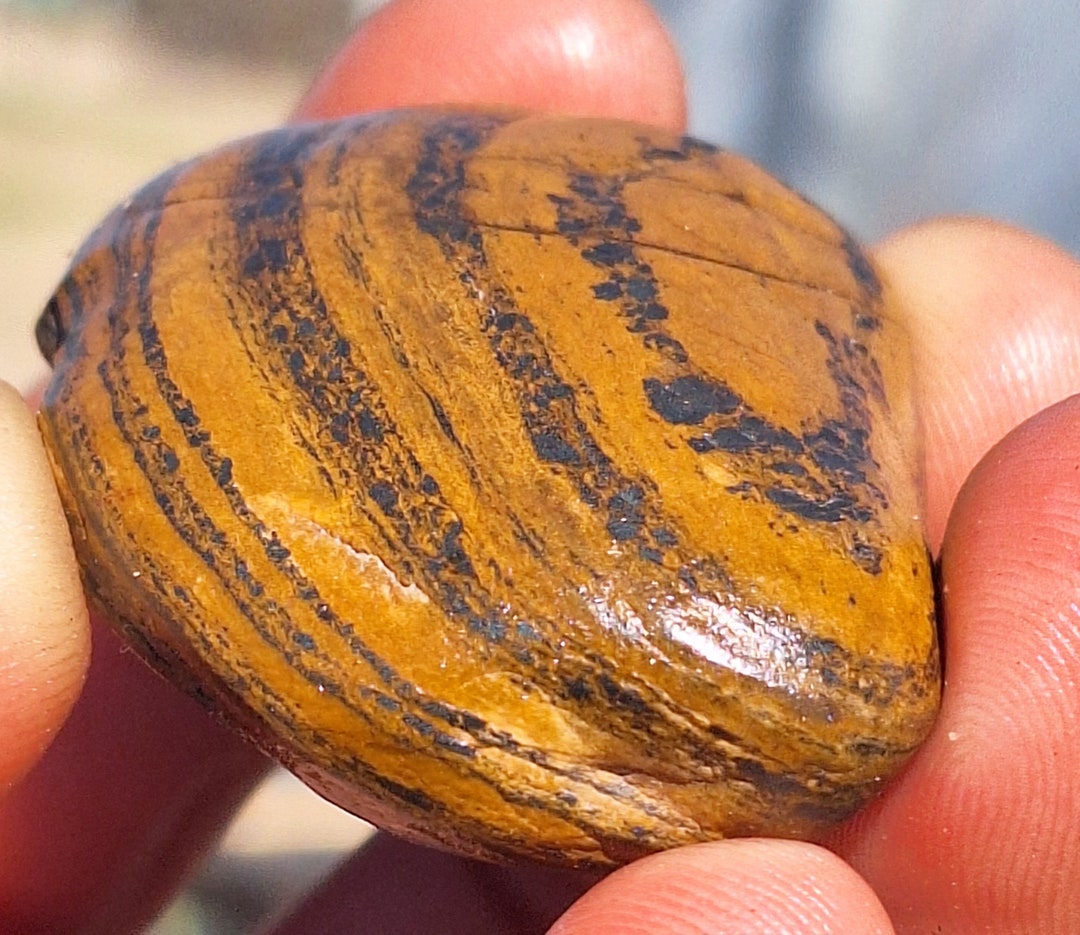C46 MAGNETIC Genesis Stone Wyoming BIF Banded Ironstone Magnetite ...
