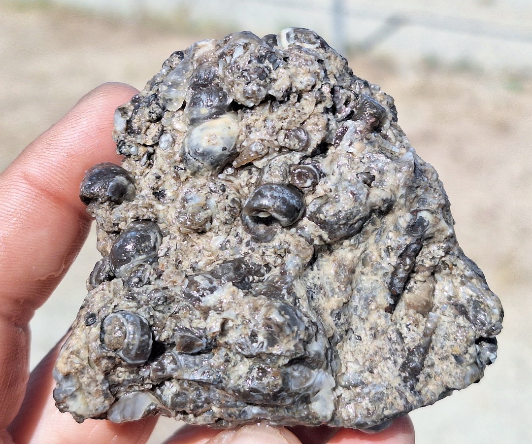 TURRITELLA AGATE Slab Elima Agates Fossil Snail Shells Gastropod ...